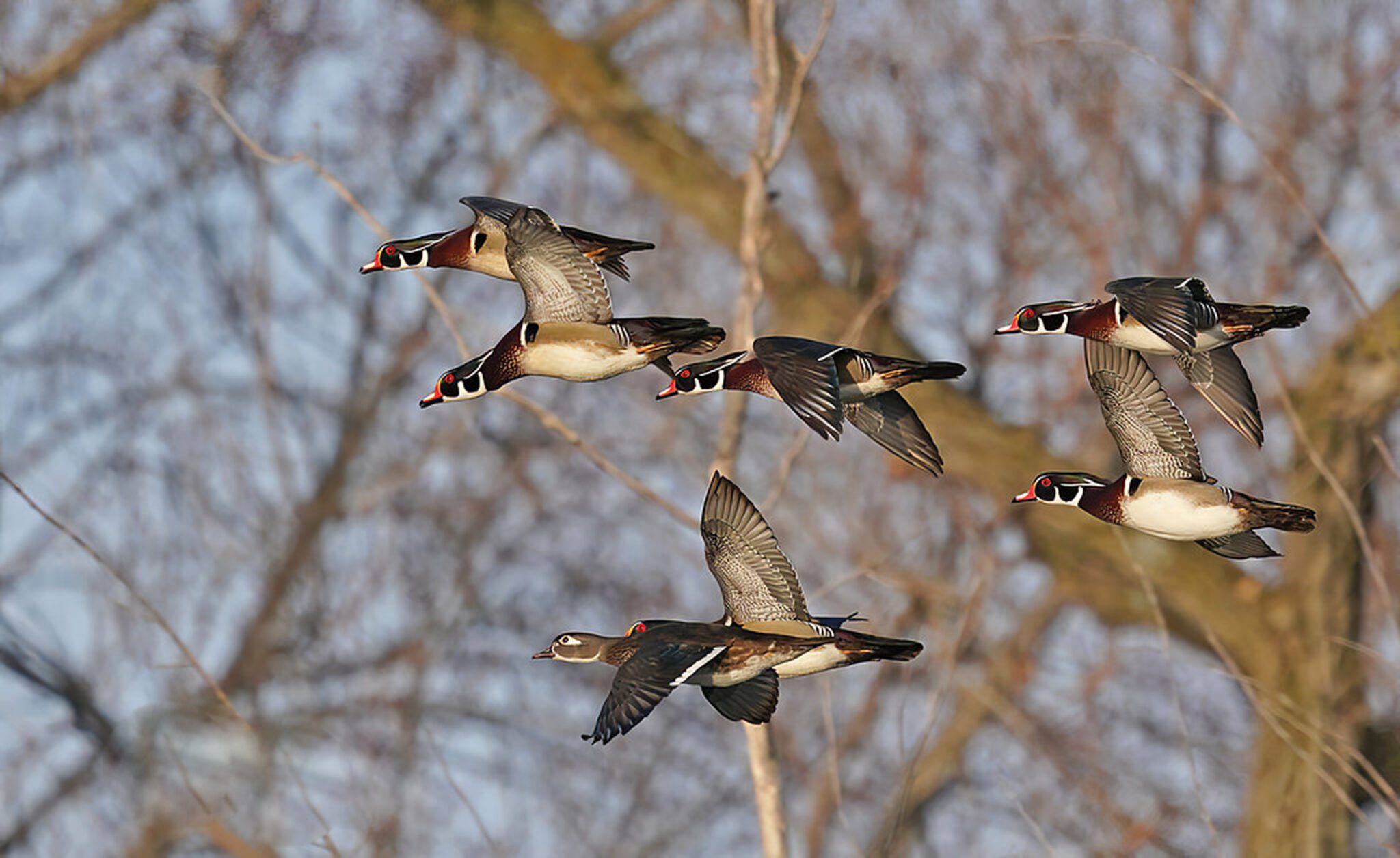 Benefits of Birding | Let's Fly Together | 50 Ducks