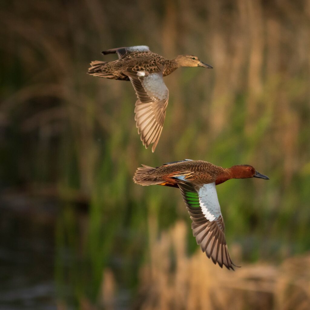 Duck Migration Trackers | Monitor in Real-Time | 50 Ducks