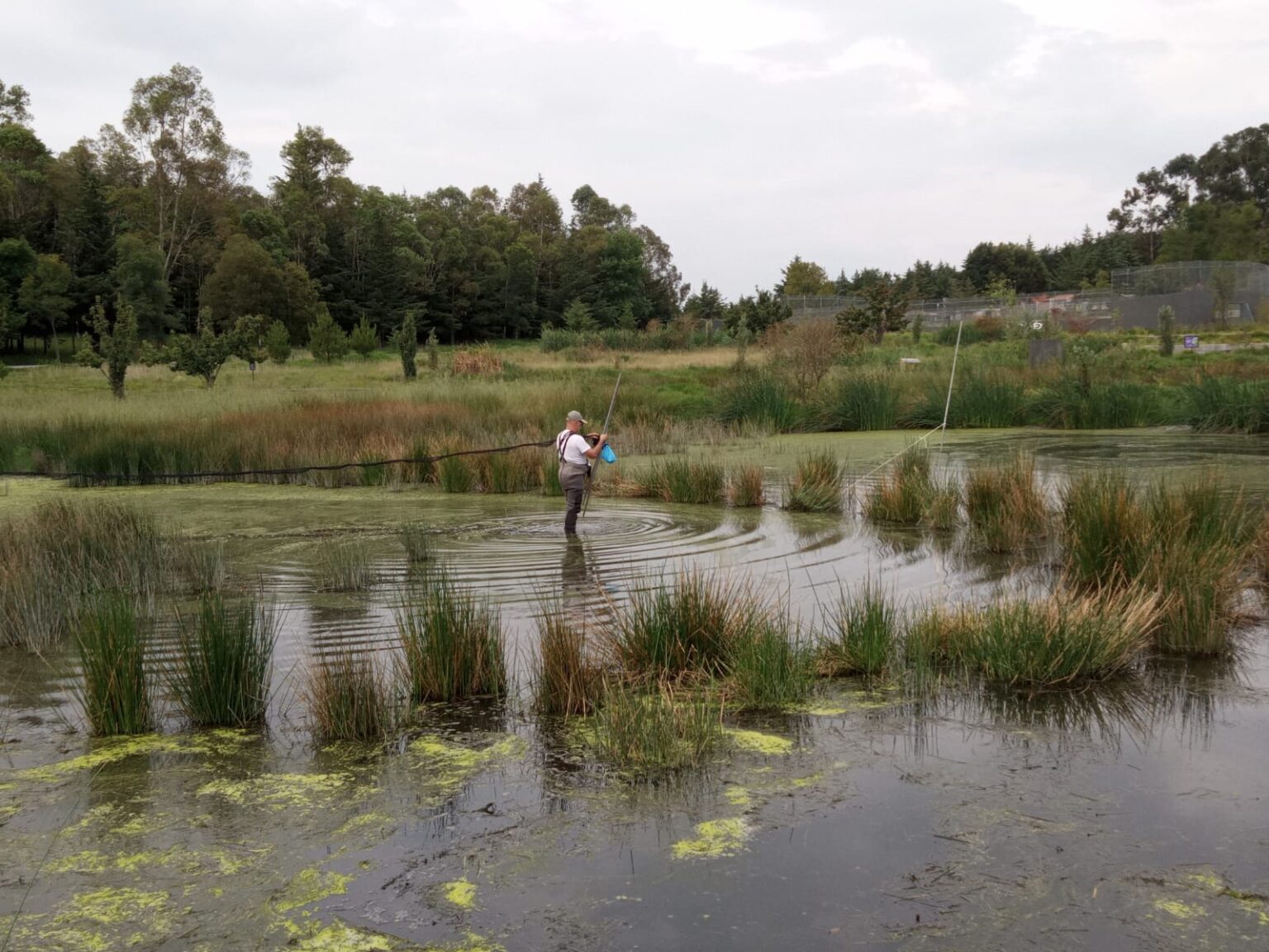 Duck Blog & Archive | #1 Resource For Enthusiasts | 50 Ducks