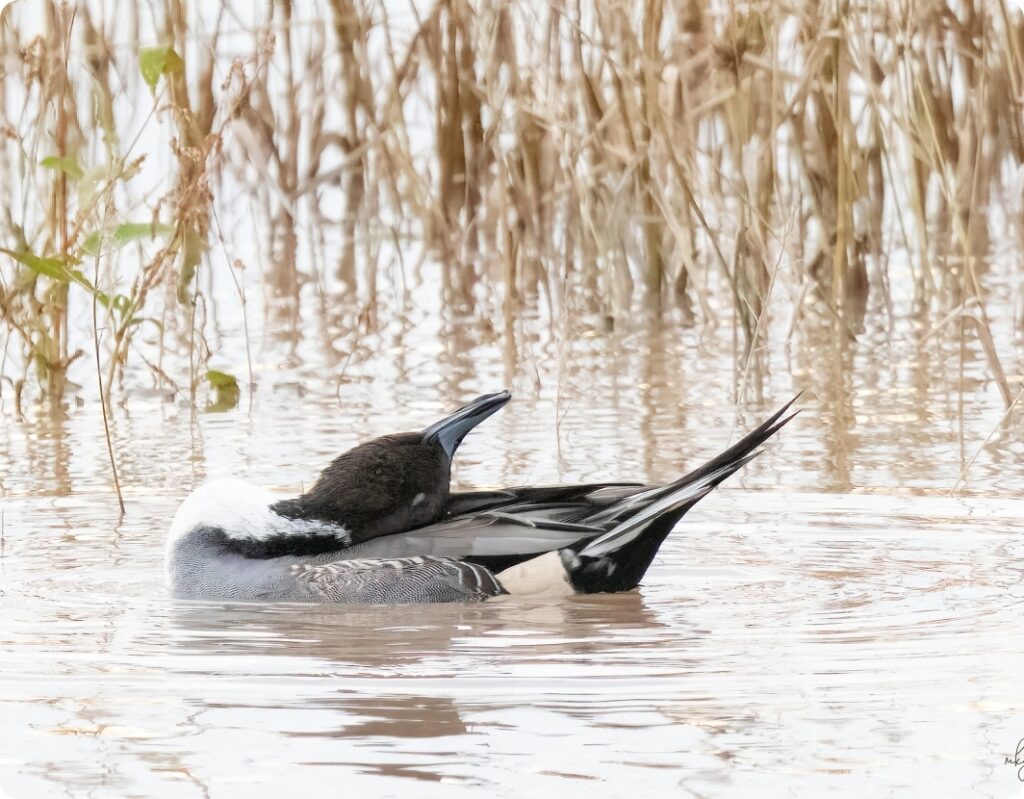 Duck Tracker & Waterfowl Migration | In Real-Time | 50 Ducks