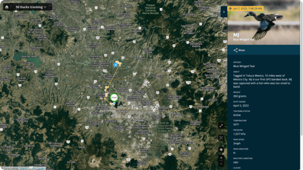 Duck Migration Trackers | Monitor in Real-Time | 50 Ducks