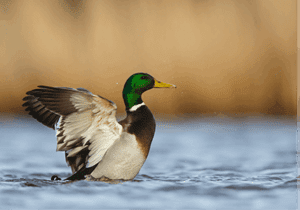 Duck GPS Tracker | Real-Time Waterfowl Tracking | 50 Ducks