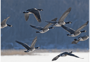 Duck GPS Tracker | Real-Time Waterfowl Tracking | 50 Ducks