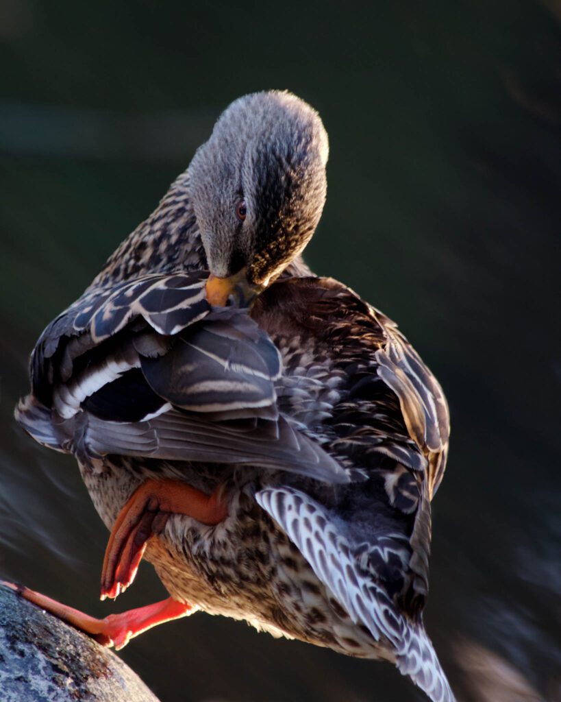 Duck Research & Education | Fly Together | 50 Ducks