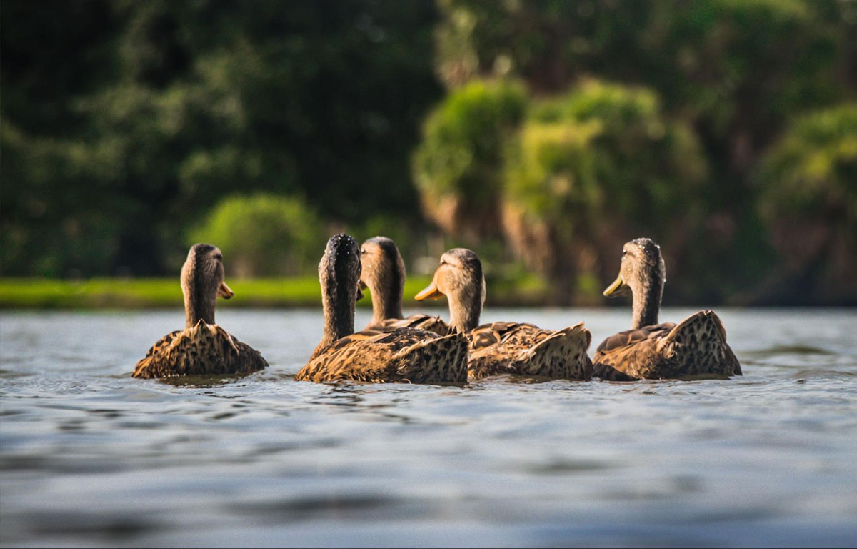 Duck Conservation & Research | Instant Access | 50 Ducks