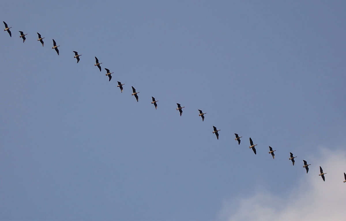 Bird Migration Activities for Students | All Ages | 50 Ducks