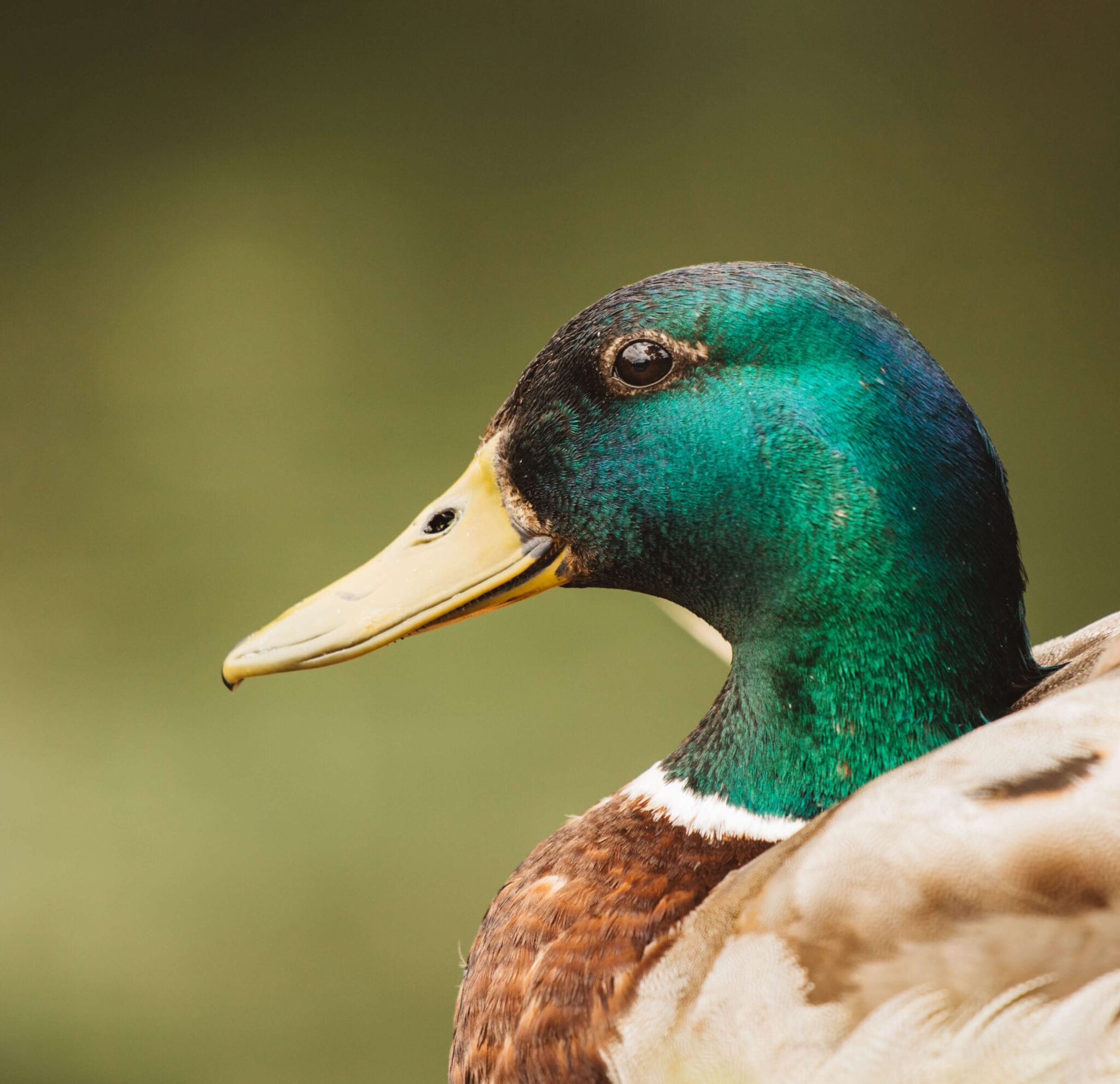 Duck Research & Education | Fly Together | 50 Ducks