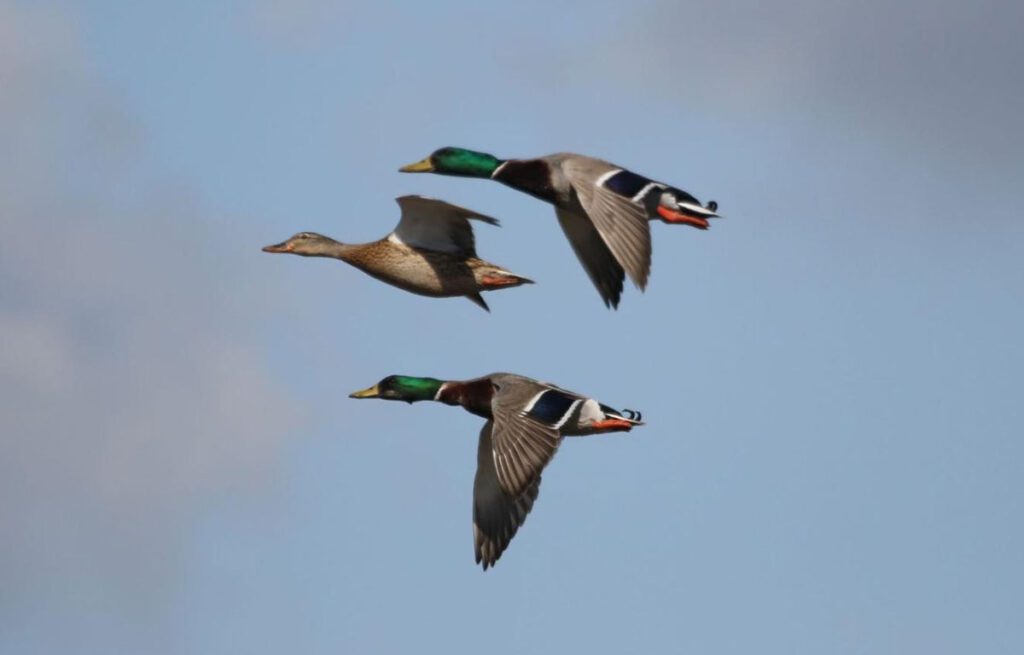 Benefits of Birding - 50 Ducks