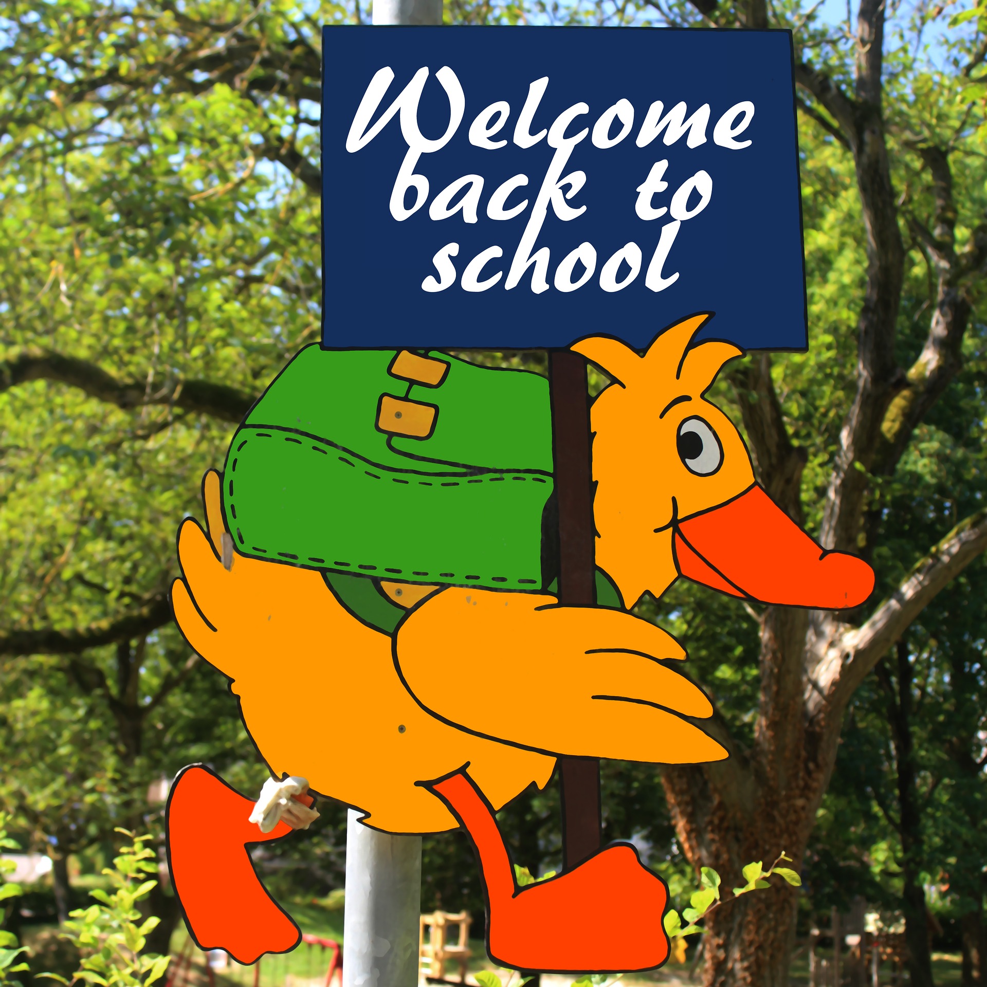 Duck Research & Education | Fly Together | 50 Ducks
