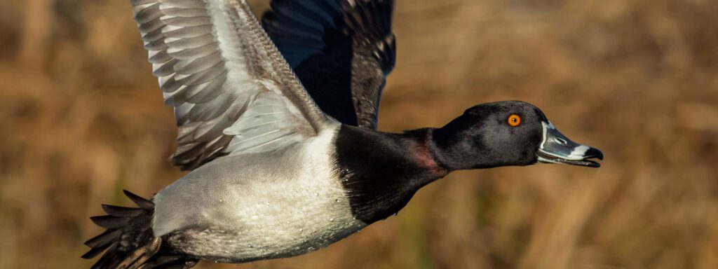 Frequently Asked Questions | Fly Together | 50 Ducks