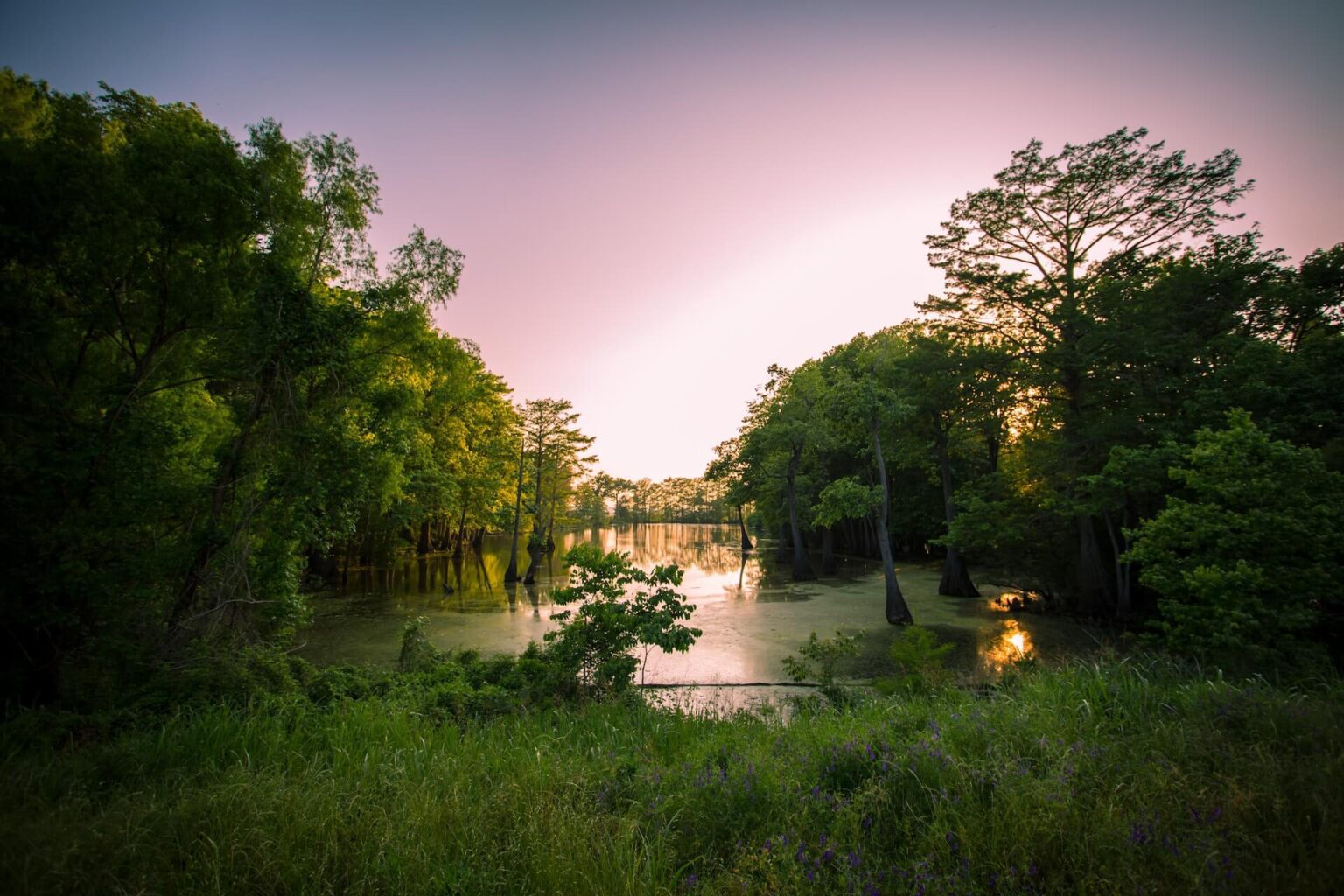 The Importance of Bottomland Hardwood Forests | 50 Ducks