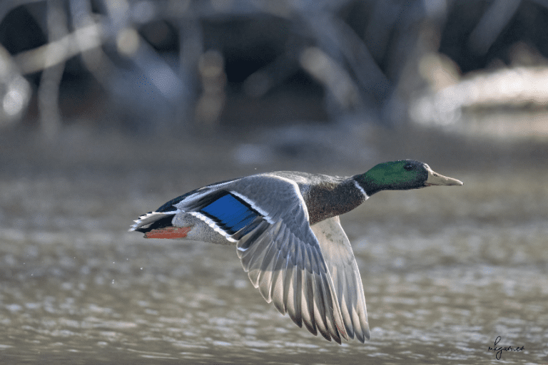 Mallards | Find Out All About This Species | 50 Ducks