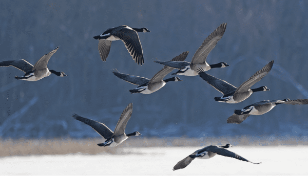 Canada Goose | Learn About The Seven Subspecies | 50 Ducks