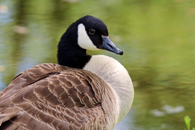 Canada Goose | Learn About The Seven Subspecies | 50 Ducks