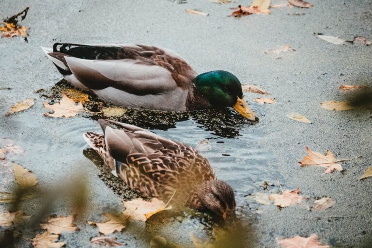 Duck Blog & Archive | #1 Resource For Enthusiasts | 50 Ducks