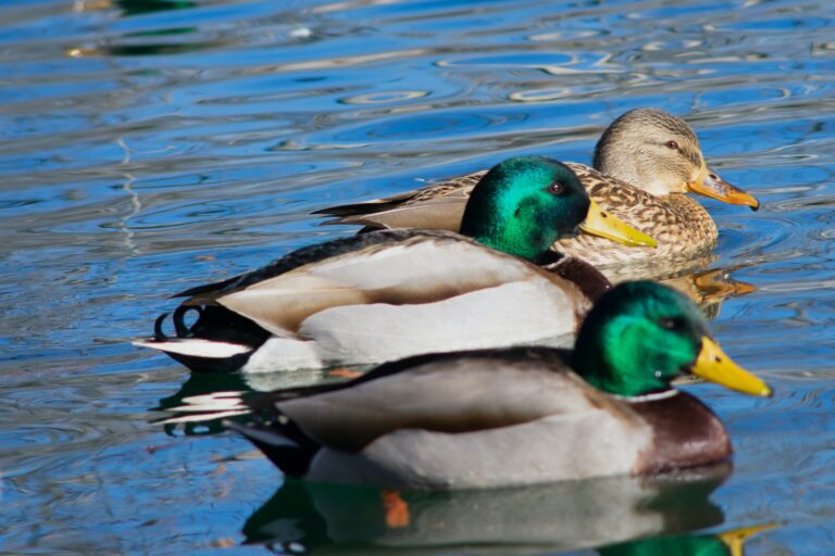 History of Ducks: Ancient Times to Modern Day | 50 Ducks