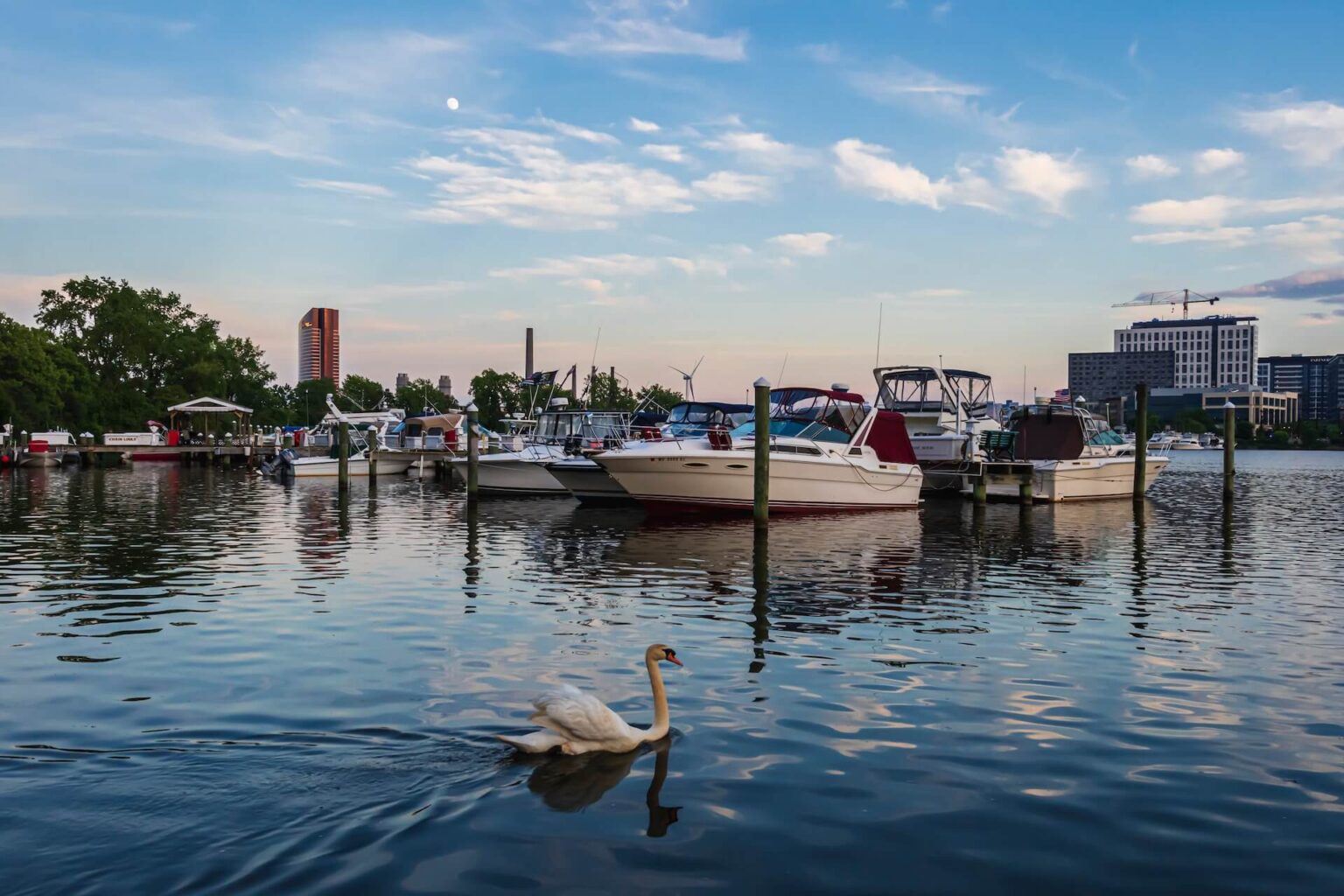 Waterfowl Conservation: Habitat Loss Effects | 50 Ducks