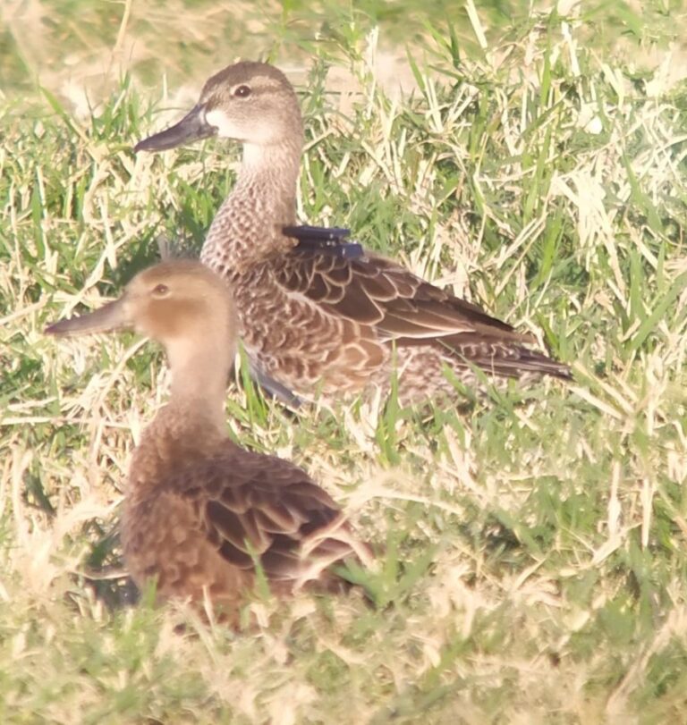 How The Conservation Reserve Program Helps Ducks | 50 Ducks