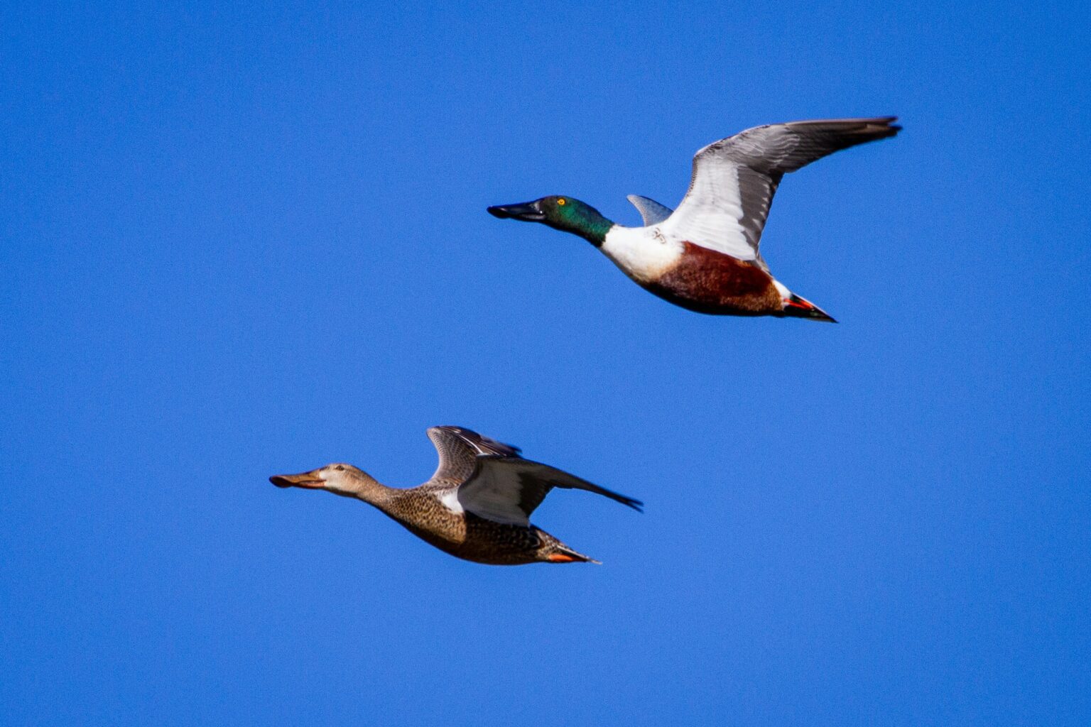 10 Interesting Facts About Ducks | Learn More | 50 Ducks