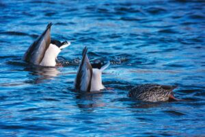 Duck Anatomy: Duck Bills, Feet, and More! | 50 Ducks