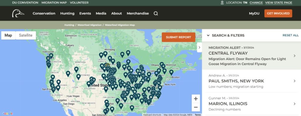 Live Duck Migration Map | Comparison Guide | 50 Ducks