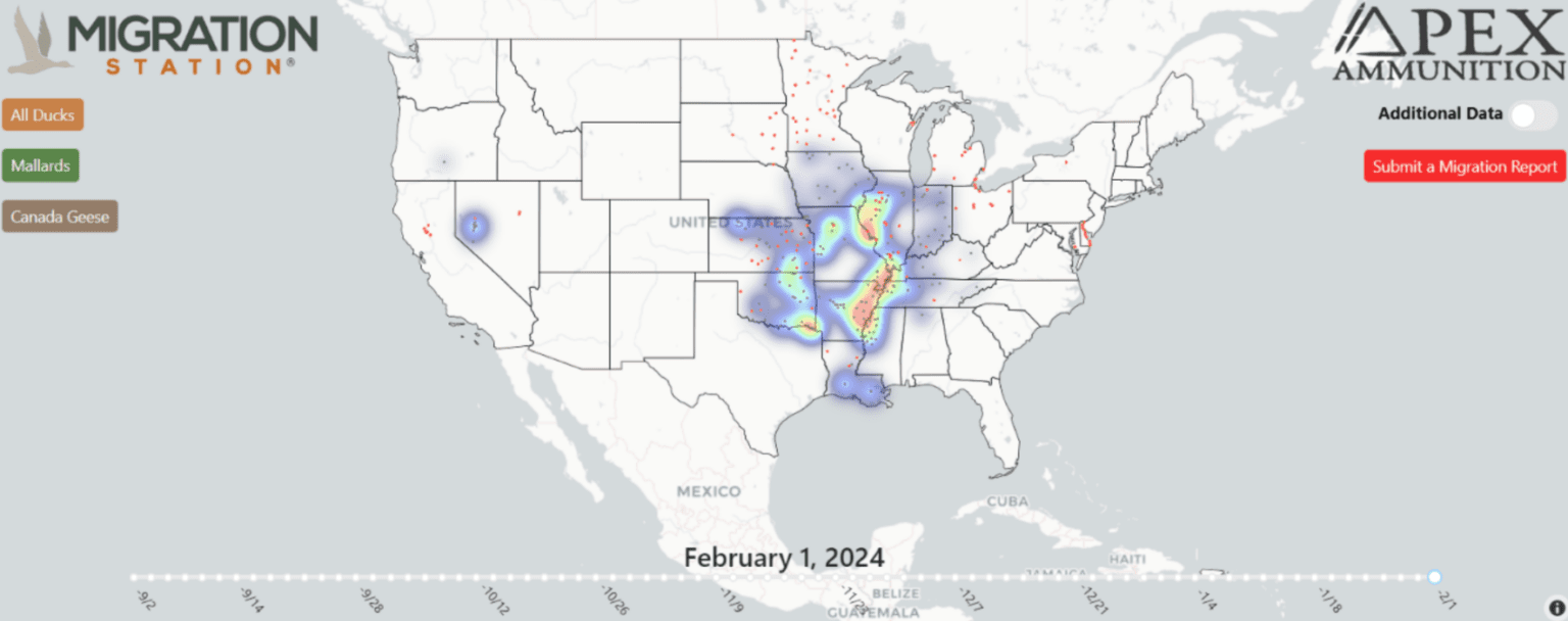 Live Duck Migration Map | Comparison Guide | 50 Ducks