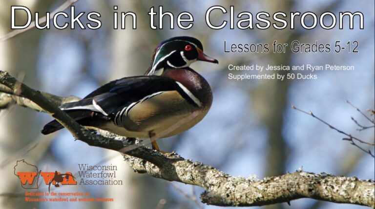 Ducks in the Classroom - 50 Ducks