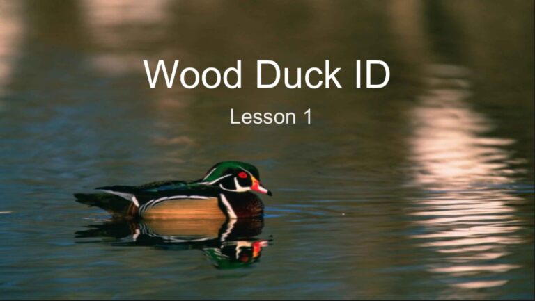 Ducks in the Classroom - 50 Ducks